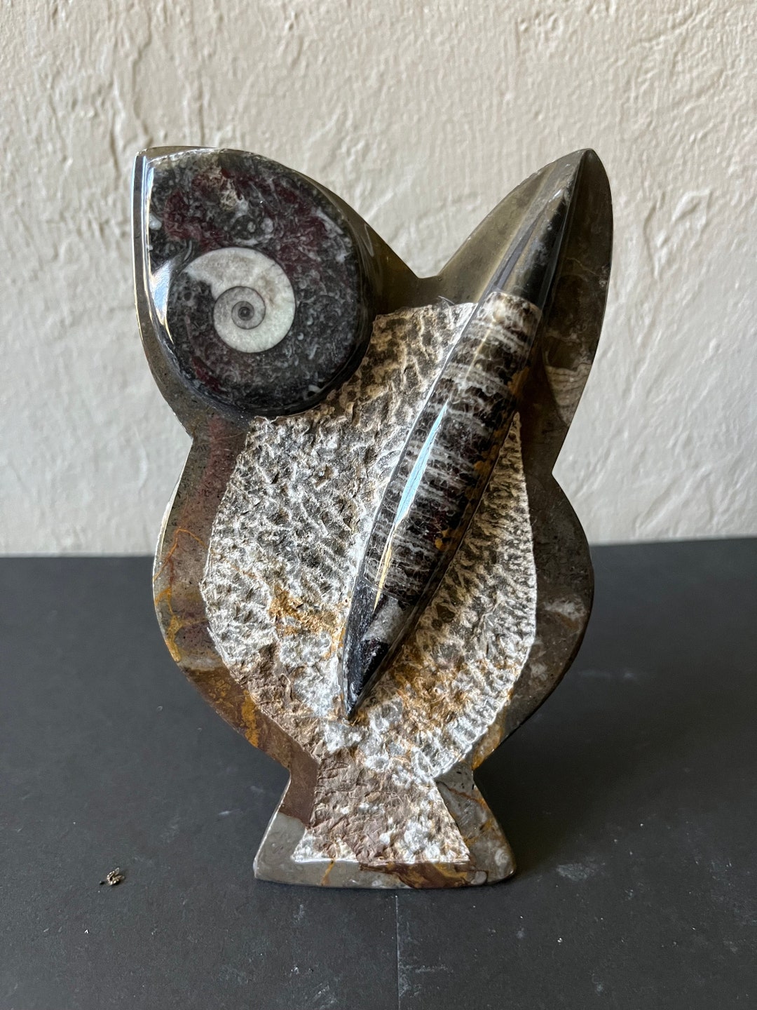 Orthoceras and Ammonite Fossil Display - Etsy