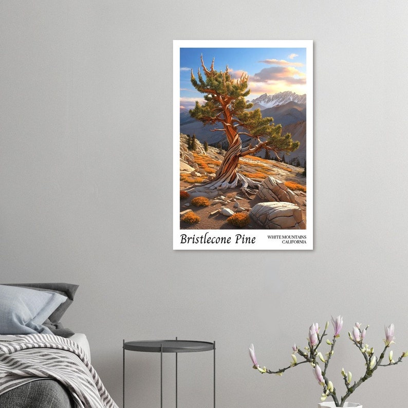 Bristlecone Pine Print Ancient Tree Art, White Mountains California ...