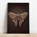 Vintage Moth Poster, Moth Poster, Gothic Poster, Gothic Moth Art, Dark ...