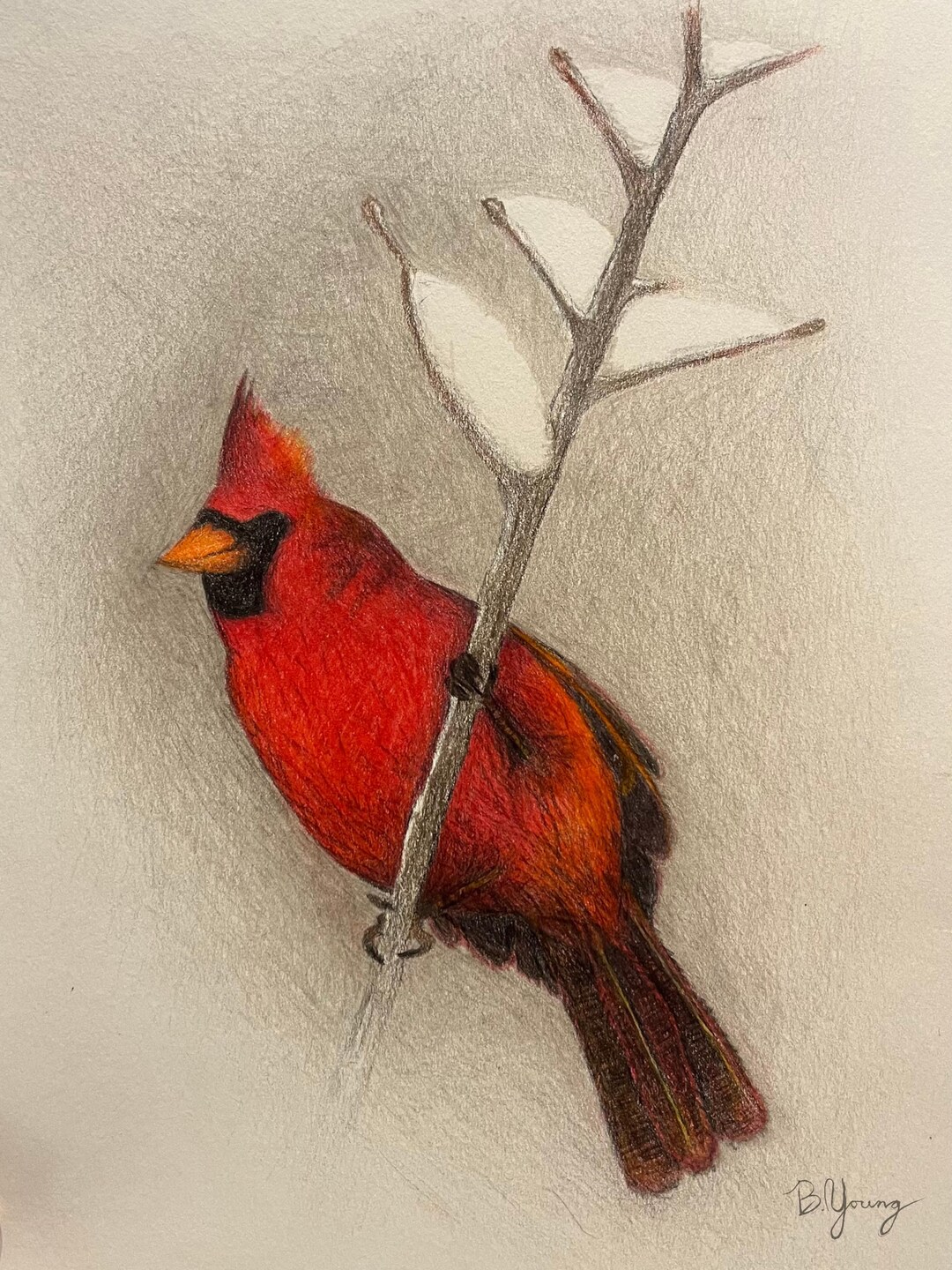 Northern Cardinal Art Print: Watercolor Pencil Drawing by Ohio Artist ...