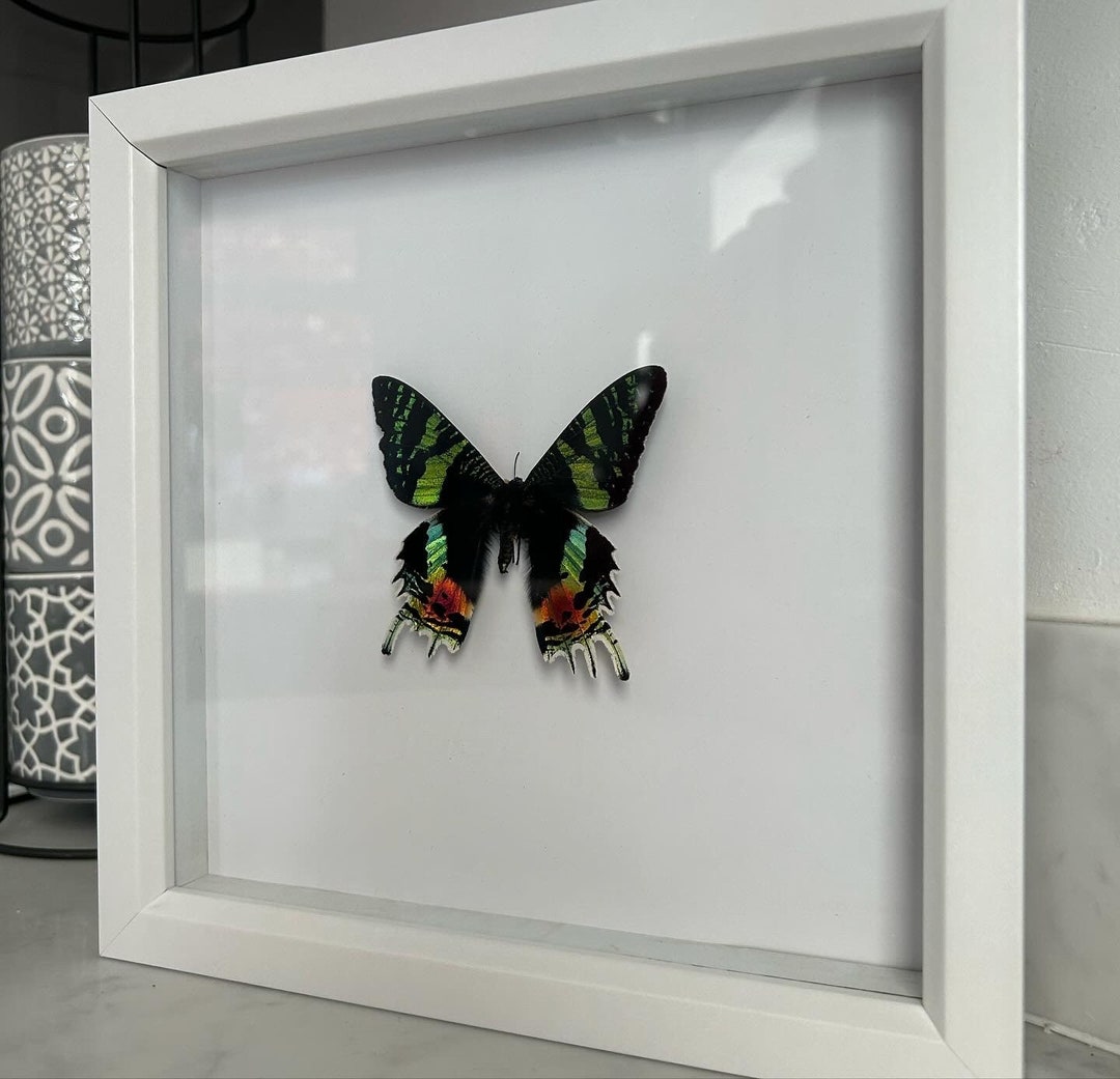 Madagascan Sunset Moth Shadow Box Frame - Etsy