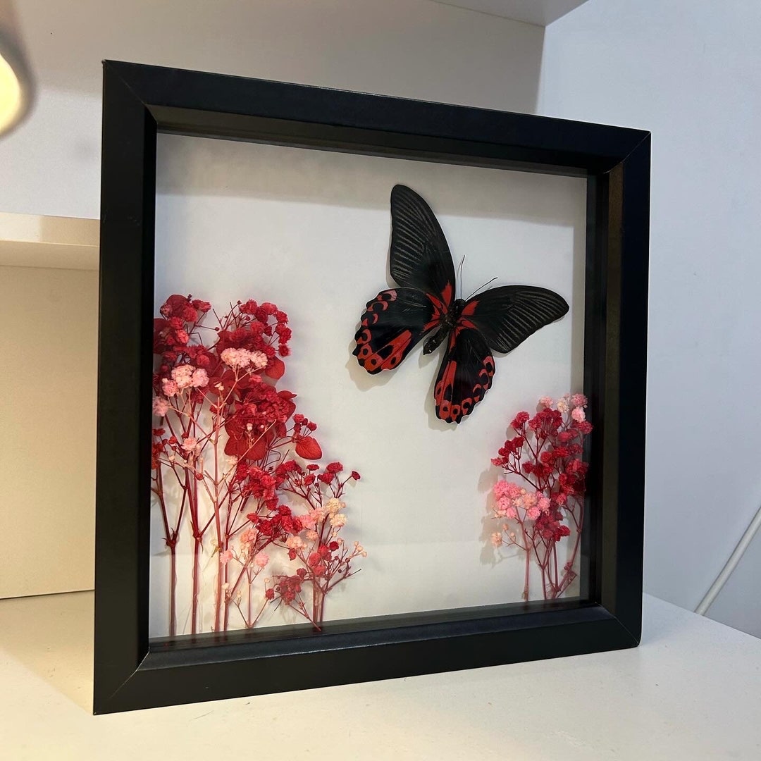 The Scarlet Mormon Butterfly Shadow Box Frame - Etsy