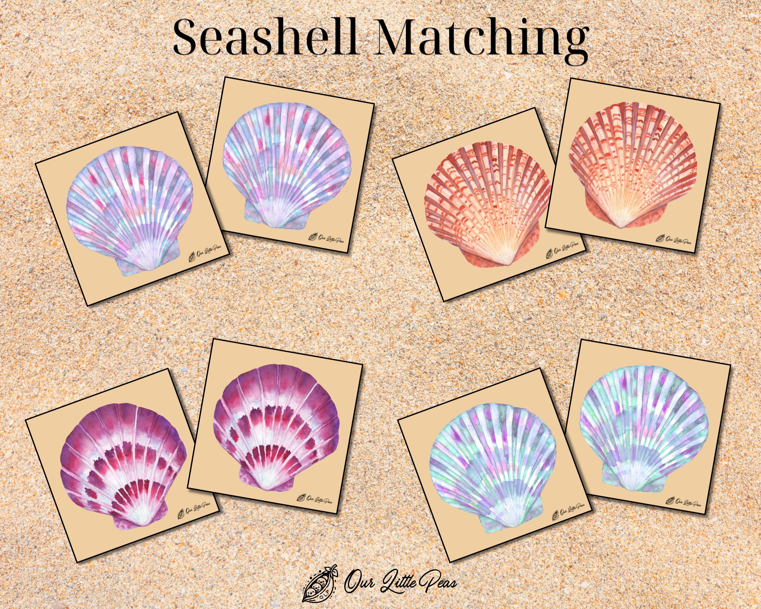 Ocean Seashell Memory Matching, Memory, Toddler Activities, Activities ...