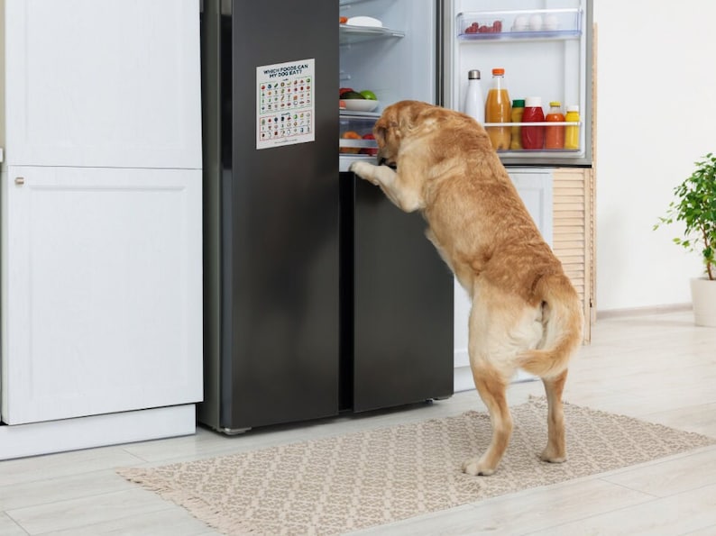 Dog Food Safety Chart - What Can Dogs Eat Poster, Safe and Toxic Foods ...