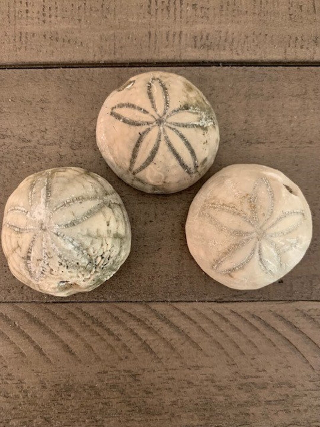 Sea Biscuits - 3 Pack - Etsy