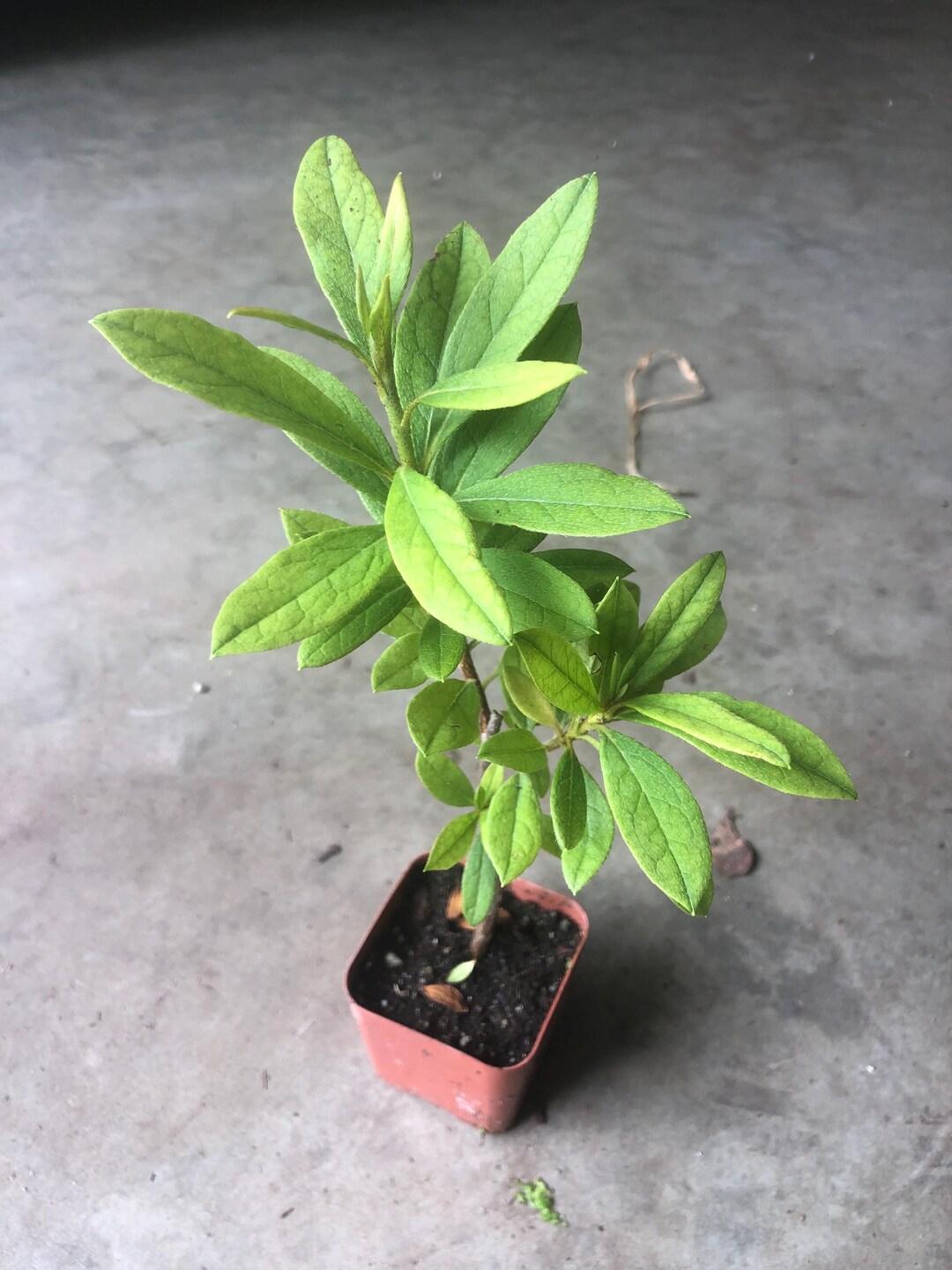 A Azaleas Plant in a 3 Pots/ Azaleas Indica alaska/azalea Indica red ...