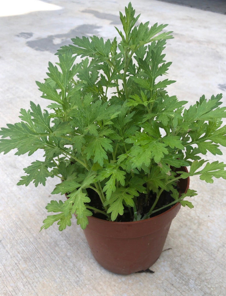 More Than 8 MUGWORT Small Live Plant in 4” Pot and Dried Herbal ...
