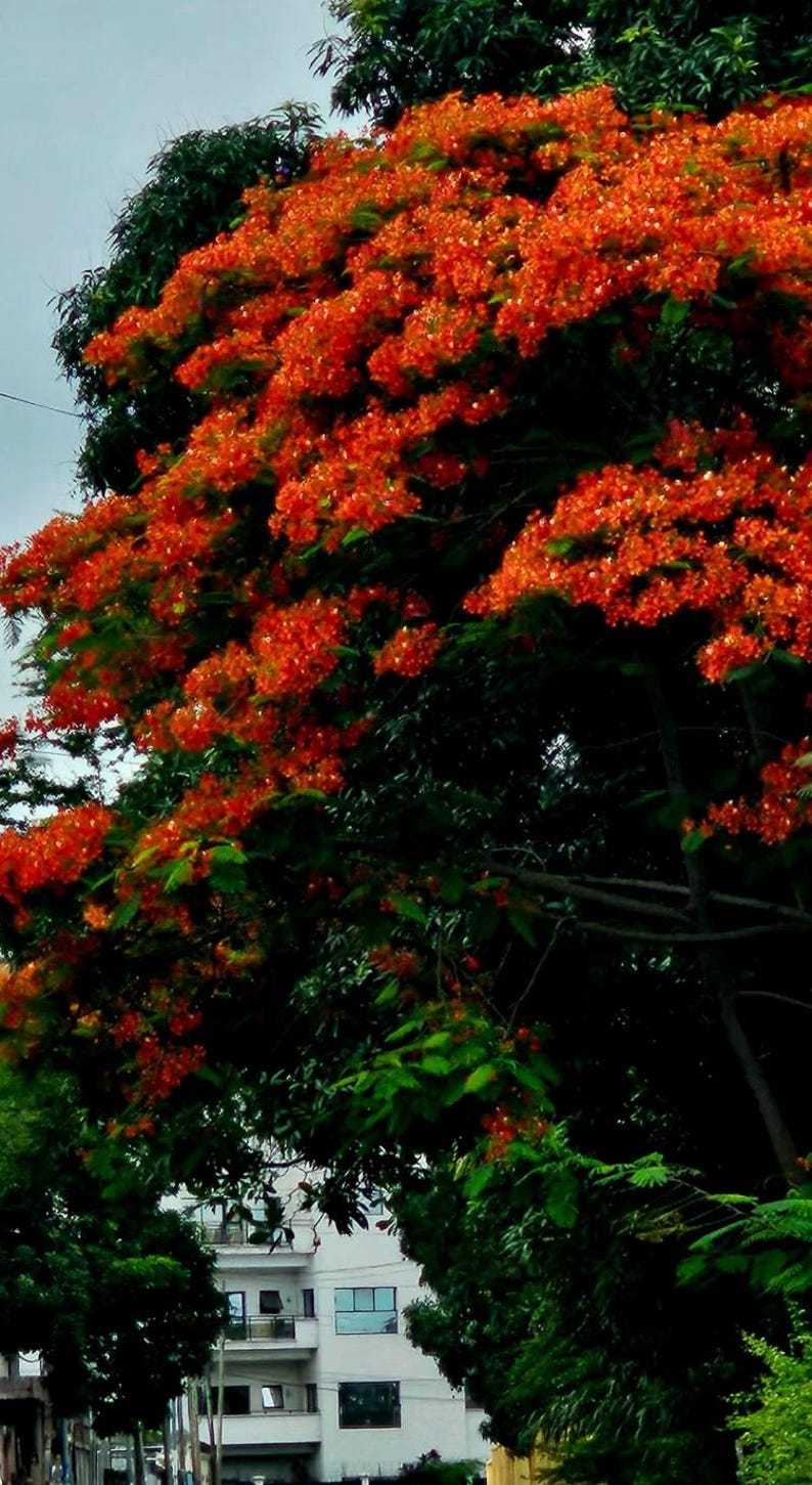 A Red Flamboyant Live Plants in a 4” Pot/8”-10” High - Etsy
