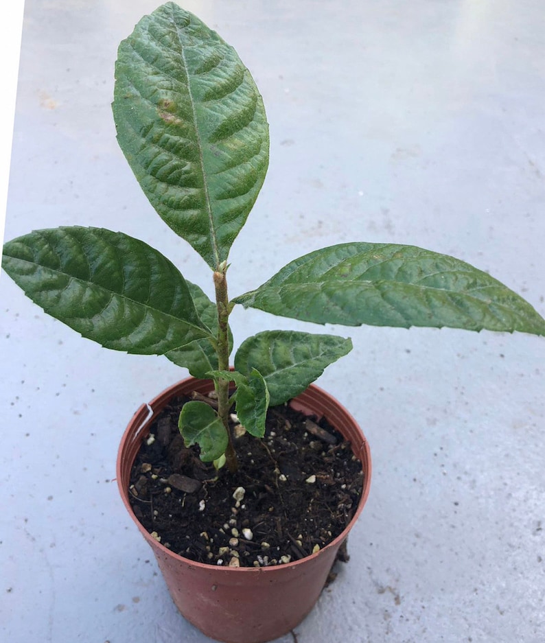 A One Year Loquat Tree Live in a 4’’ Pot/ 8”-10”high - Etsy