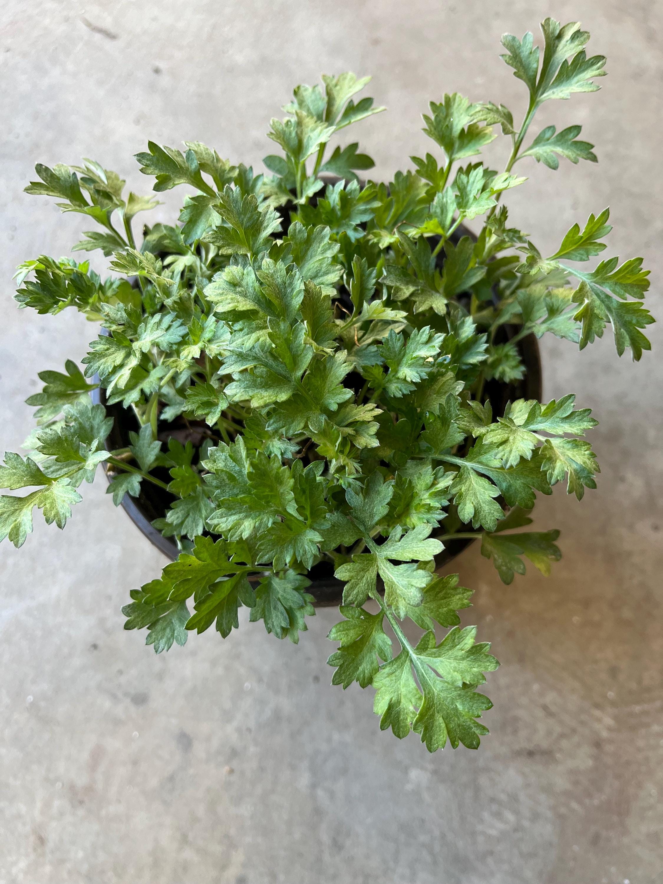 More Than 8 MUGWORT Small Live Plant in 4” Pot and Dried Herbal ...