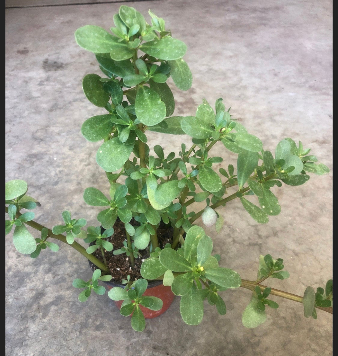 Purslane EDIBLE Live Plant in a 4” Pot /6 Small or 3 Bigger Live Plants ...