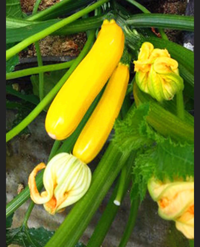 2 Zucchini Live Plants in a 4”pot /two Type of Zucchini --green ...