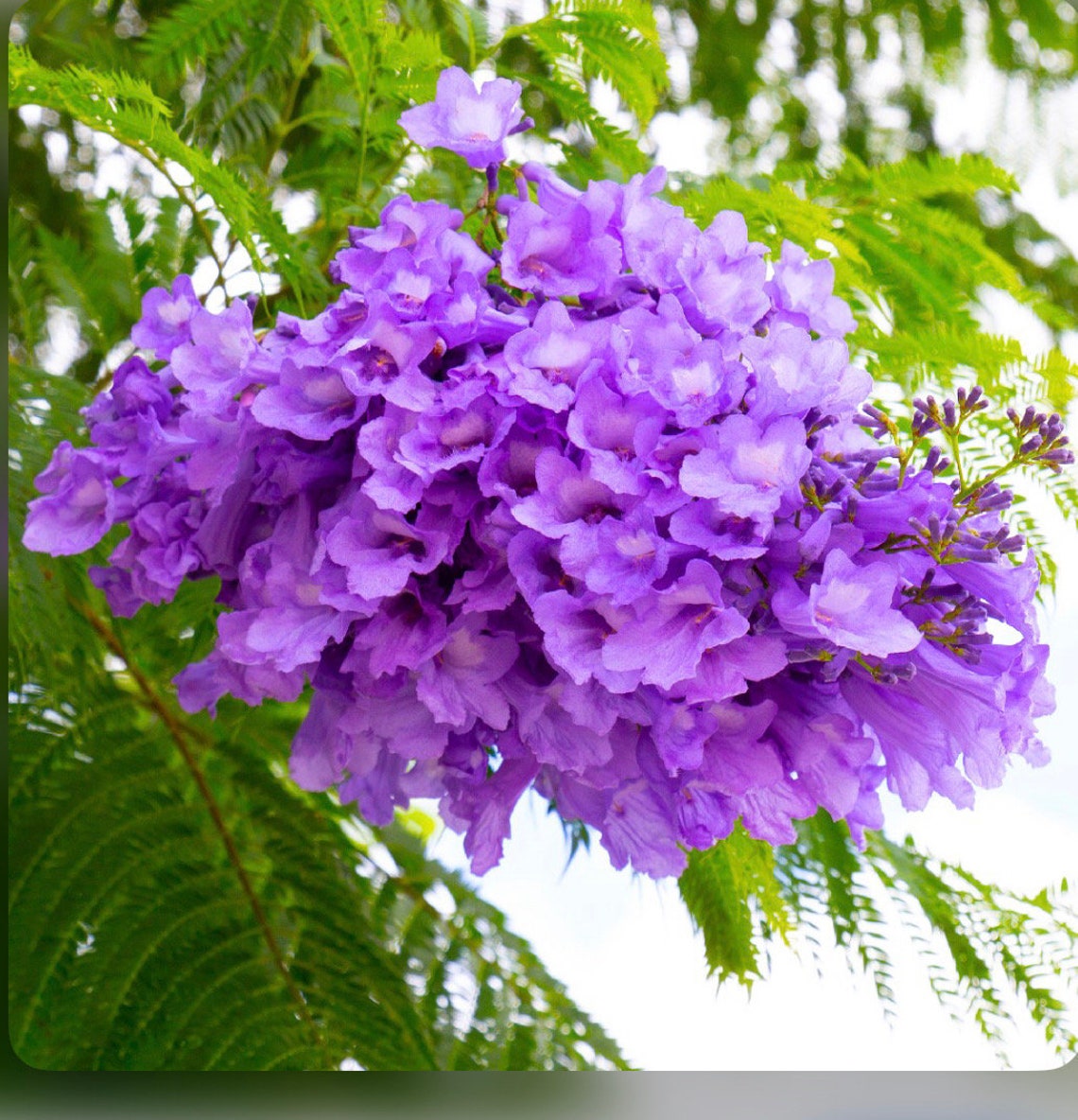 A Blue Jacaranda Live Plants in a 3” Pot/5” Tall With Pot - Etsy