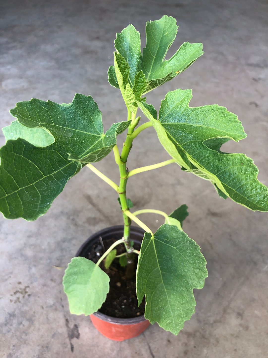 A One Year Live Fig Plant in a 4” Pot 10”-12”tall/dottato (kadota)large ...