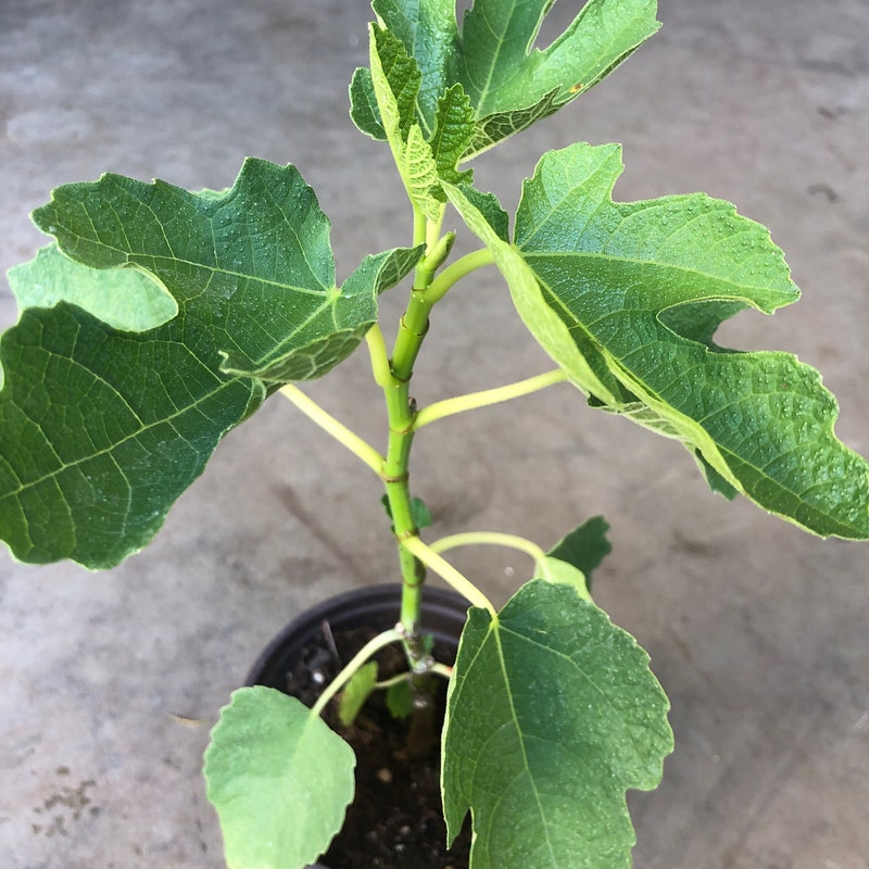 Smith Fig Tree - Etsy