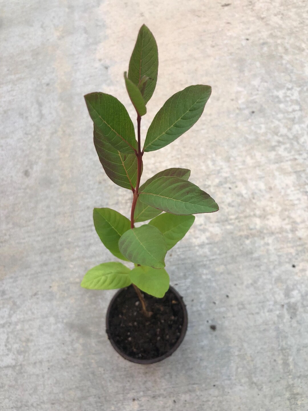 A One Year Guava Tree Live in a 4’’ Pot/pink Inside/ 10”high - Etsy