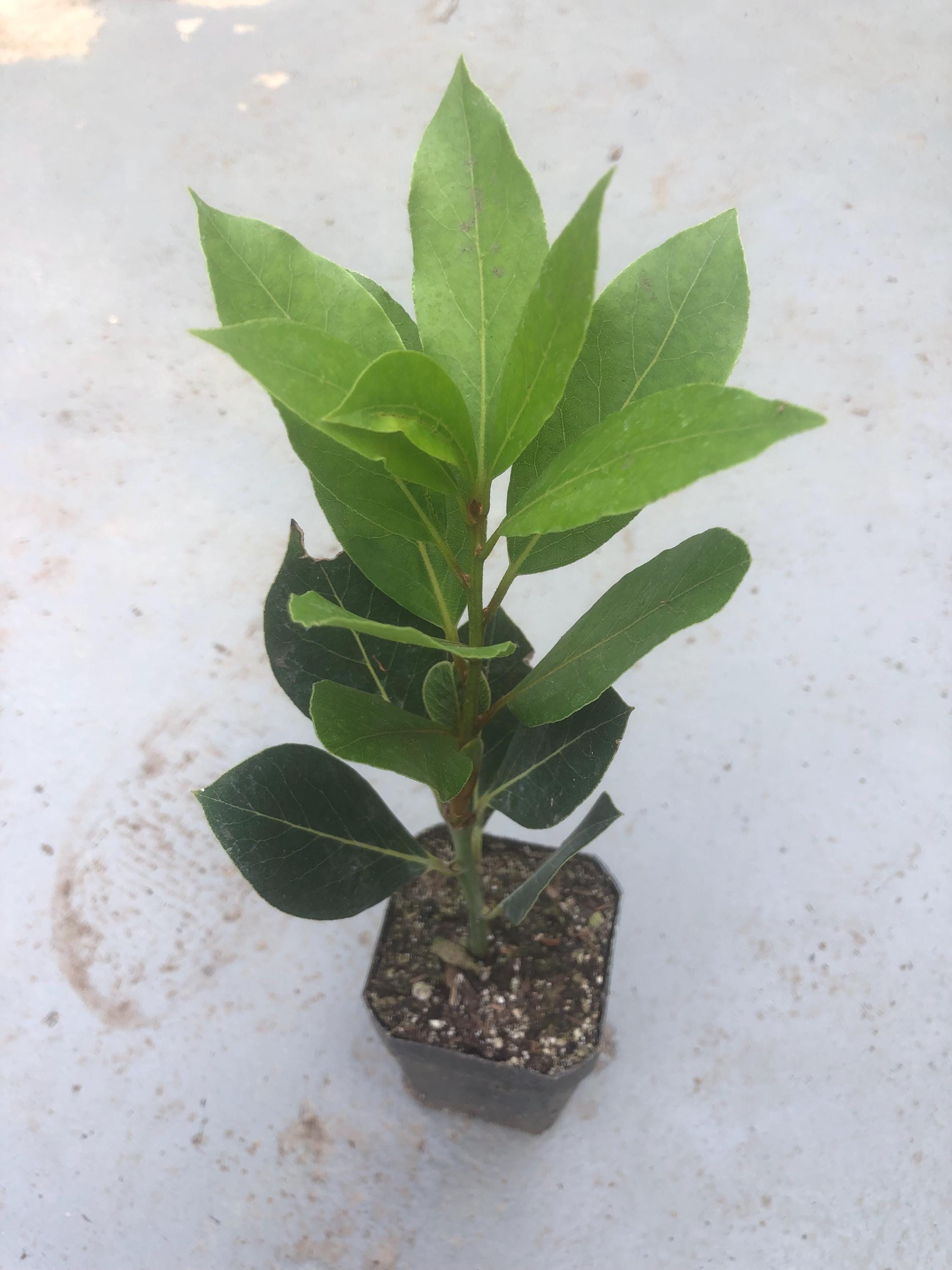 A Bay Leave Tree/laurus Nobilis/live in a 3’’ Pot/ 8”-10”high - Etsy