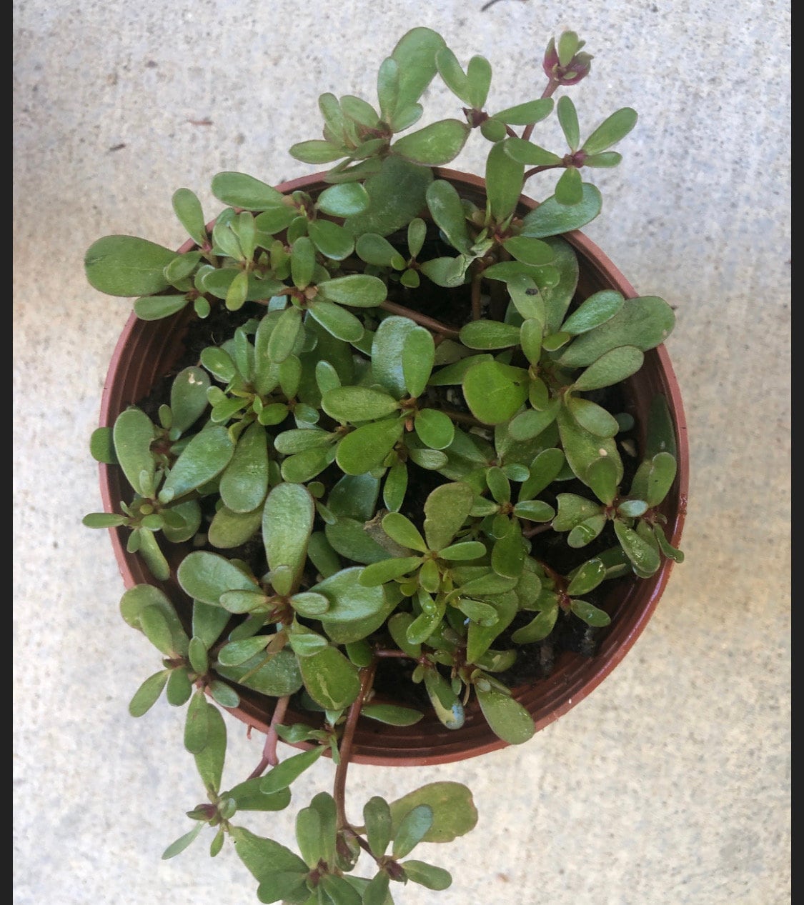 Purslane EDIBLE Live Plant in a 4” Pot /6 Small or 3 Bigger Live Plants ...