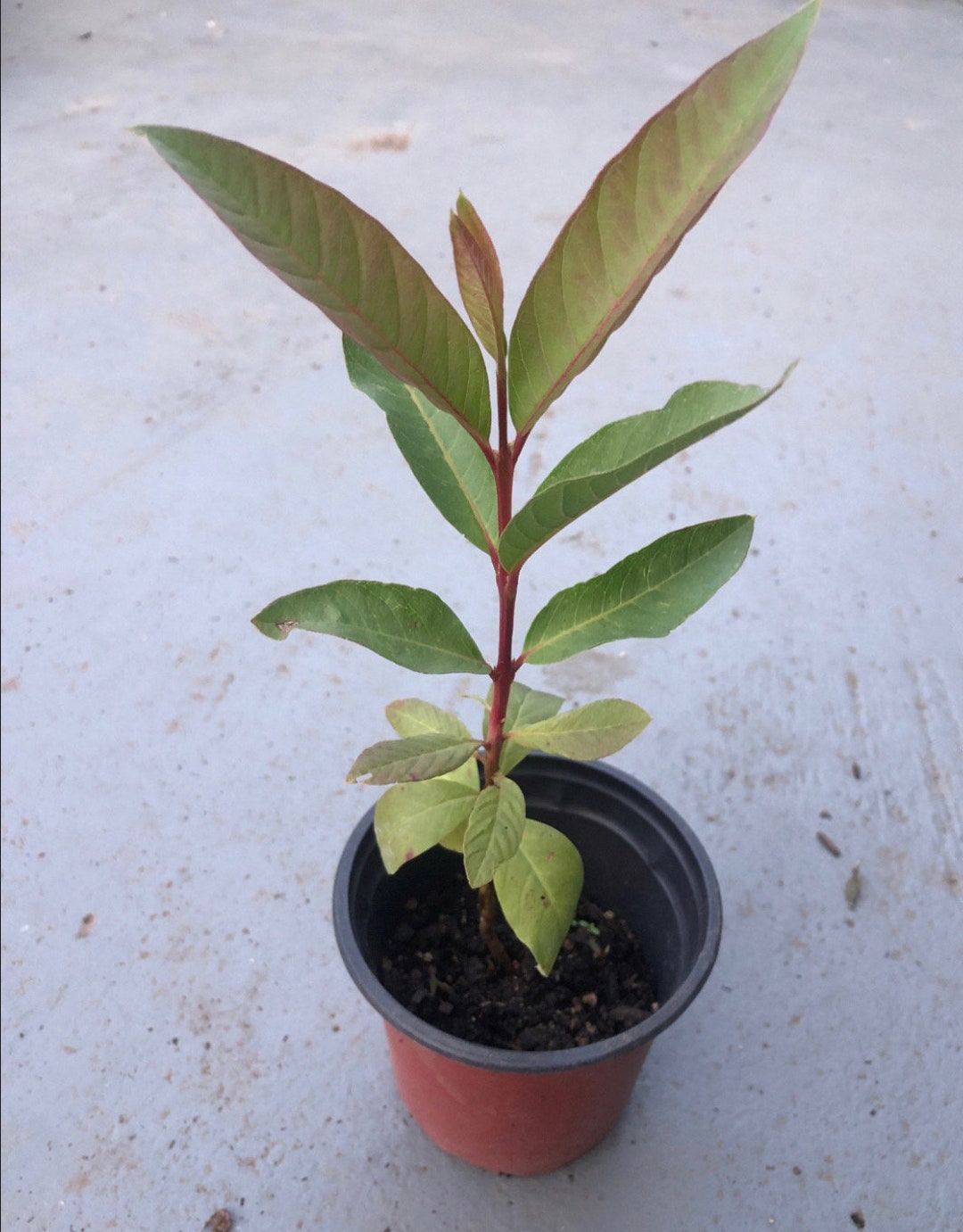 A Rare Guava Tree King Kong Live in a 4’’ Pot/one Year 8-10”high - Etsy