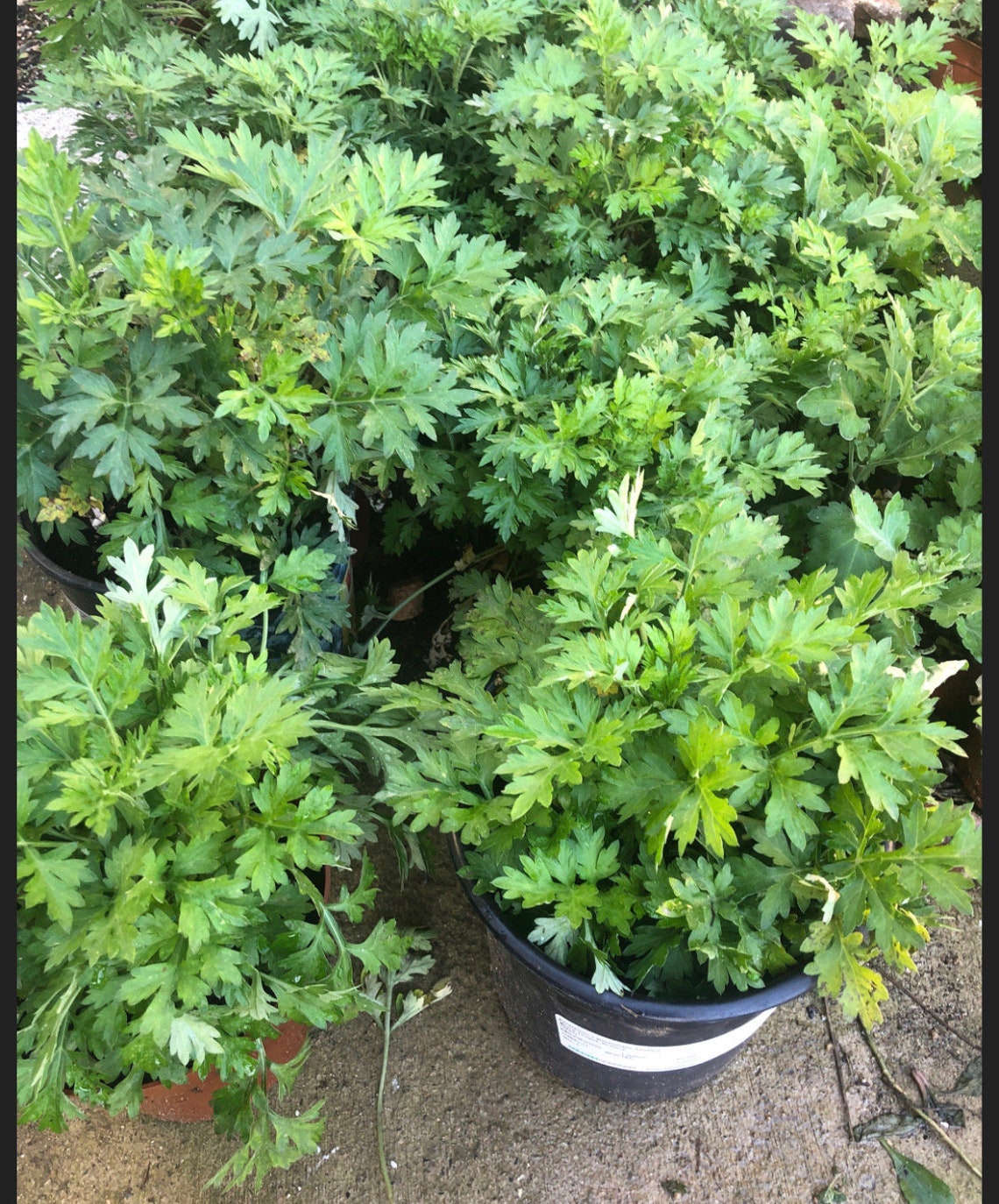More Than 8 MUGWORT Small Live Plant in 4” Pot and Dried Herbal ...