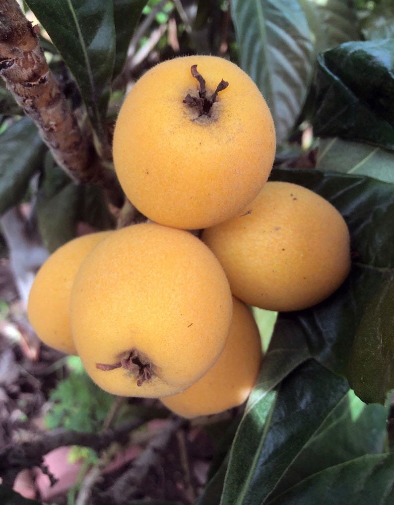 A One Year Loquat Tree Live in a 4’’ Pot/ 8”-10”high - Etsy