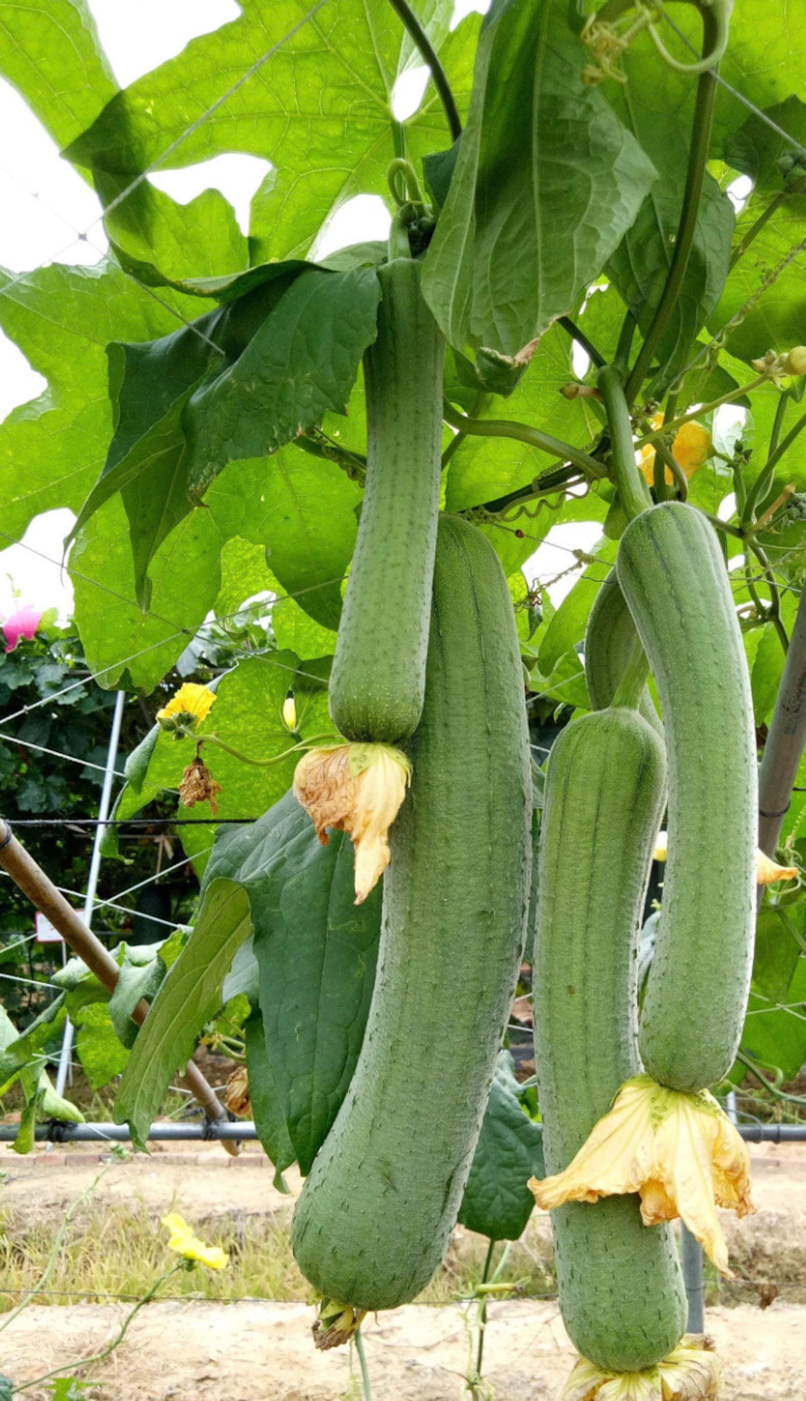 A Loofah Plant LIVE in 4" Pot Organic Growth/ - Etsy