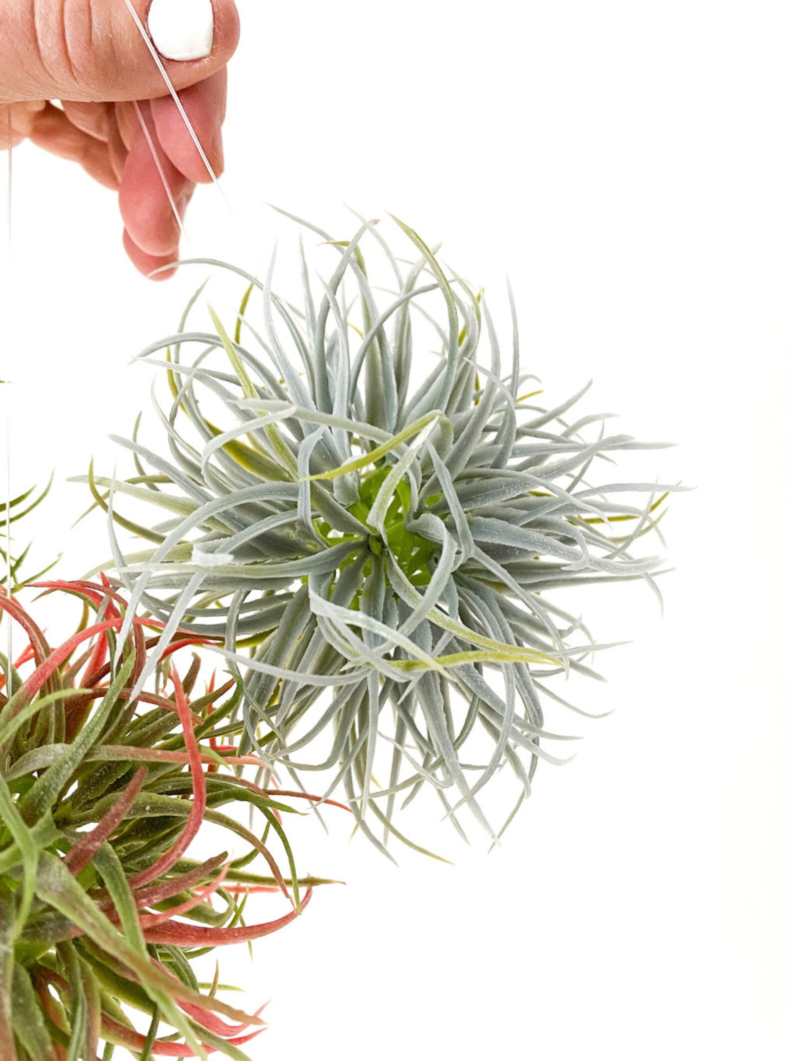 Air Grass Plant Succulent Orb - Succulent Orb - CHOOSE C0L0R - Air ...