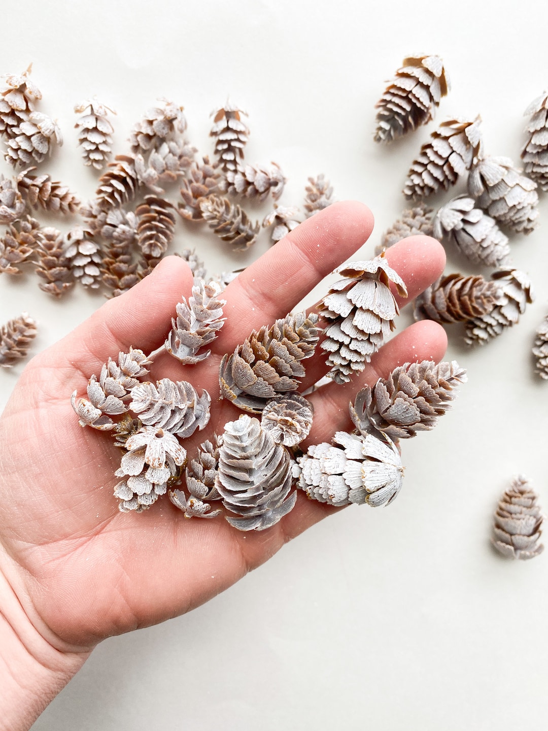20 Artificial Small White-washed Pinecones - CHOOSE SIZE - Pine Tree ...