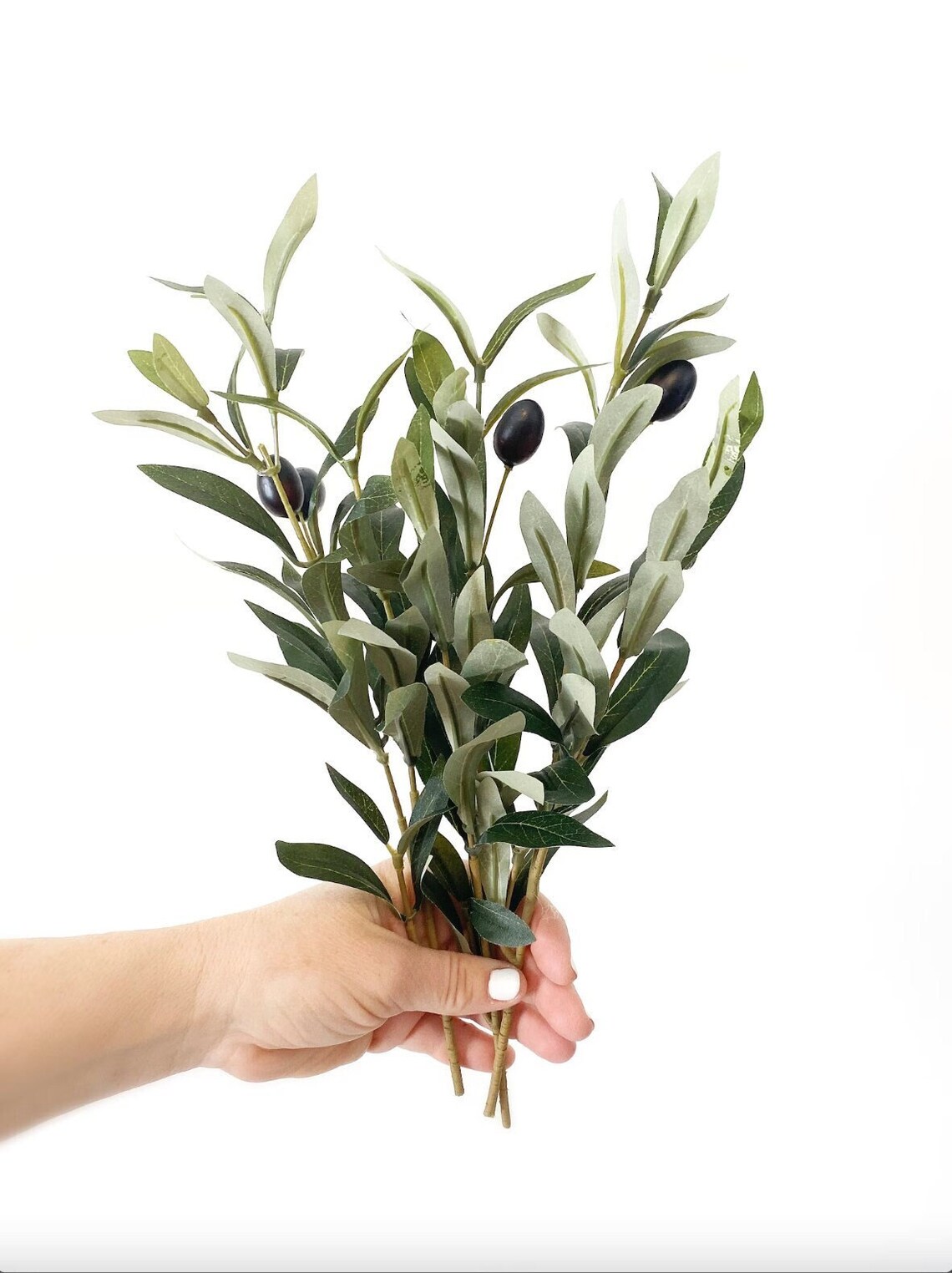 Olive Branch Stems in Green - Filler, Crown Filler, Foliage, Olive ...
