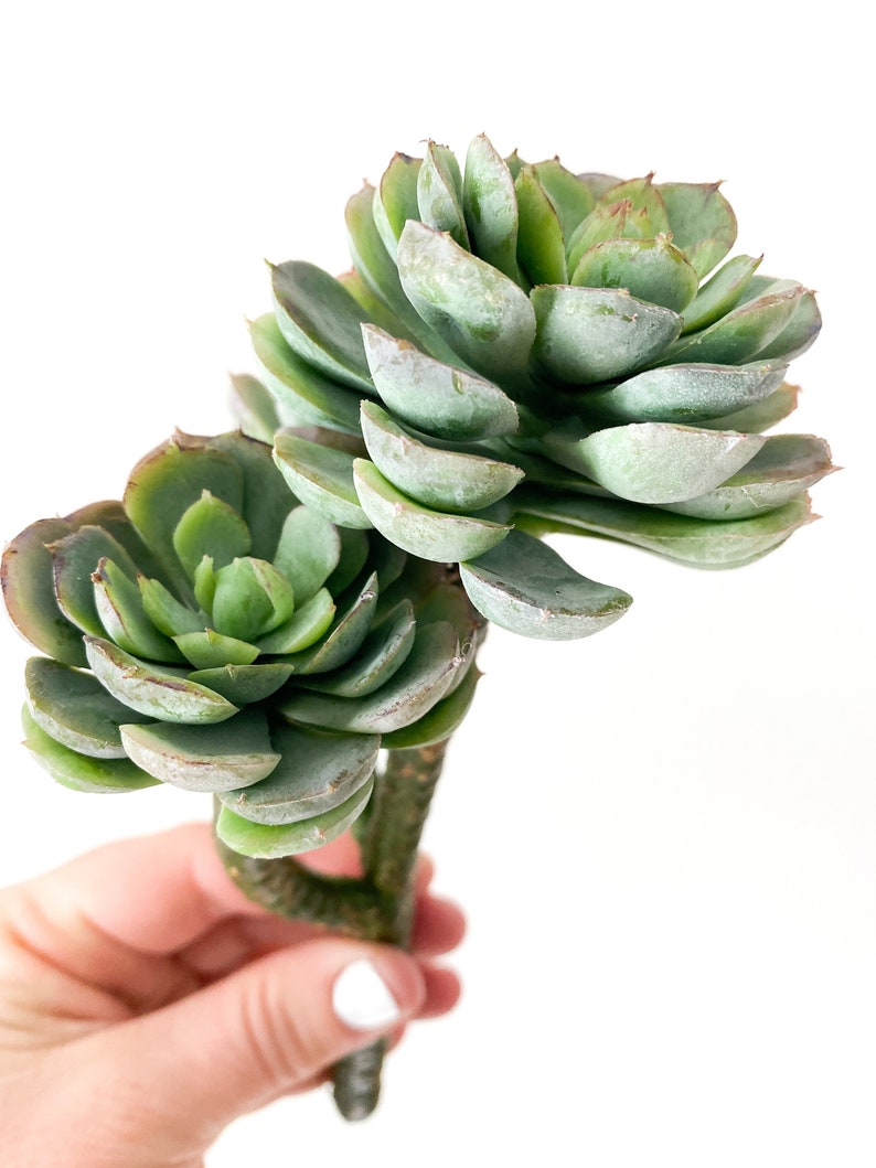 3 Real Touch Artificial Succulents in Gray Green -faux Succulents ...