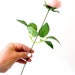 20 Rose Leaf Clusters - Artificial Rose Leaves - Slides Onto Wire Stems ...