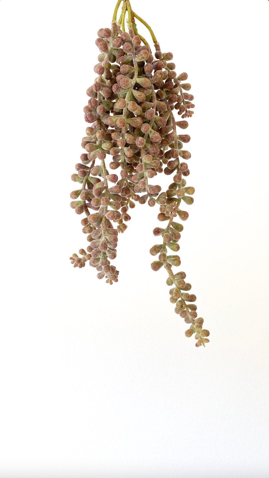 Fake Succulents Donkey Tail, Hanging Sedum Stonecrop Succulent Pick in ...