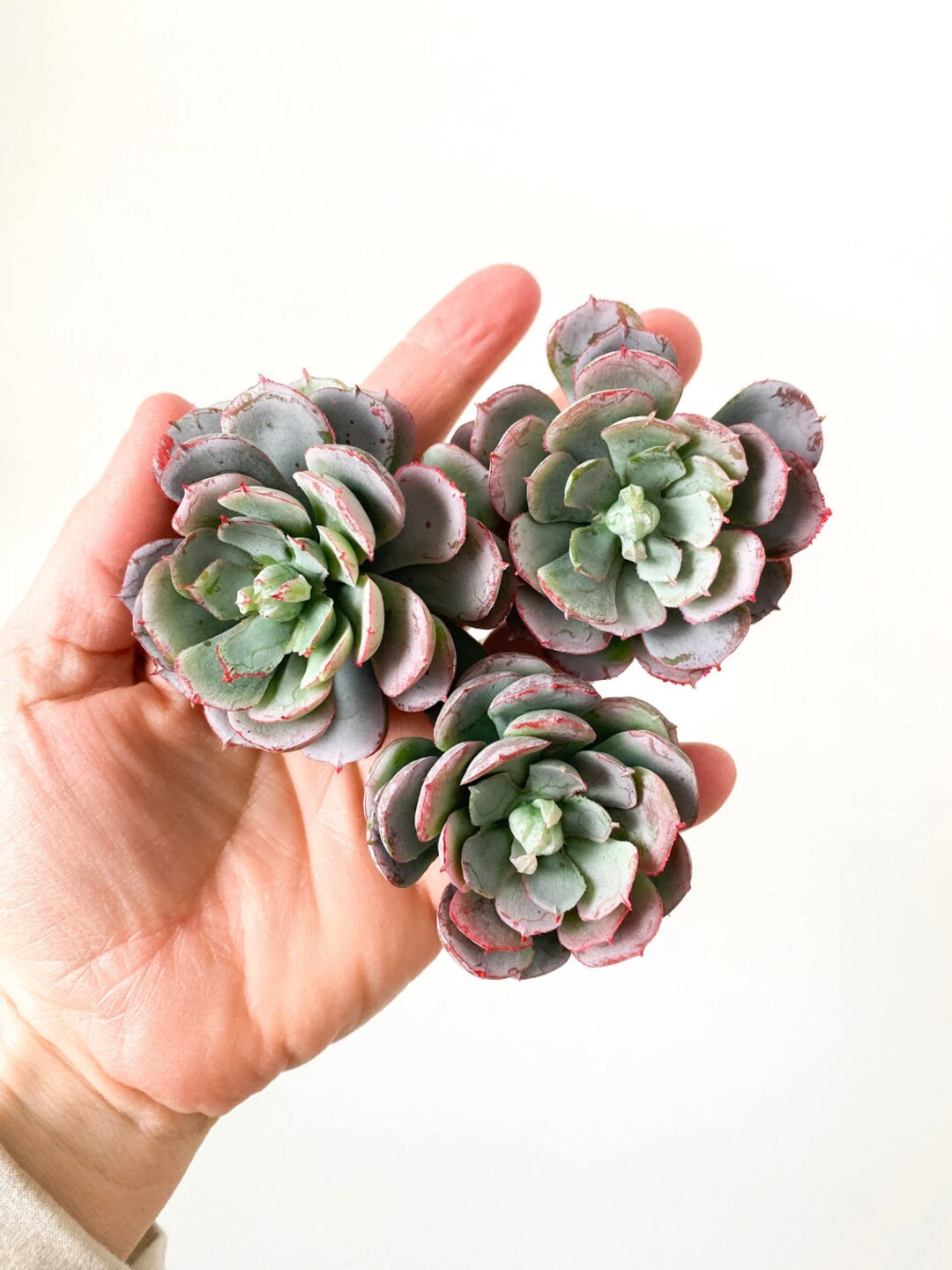 3 Real Touch Artificial Succulents in Green and Mauve - Faux Succulents ...