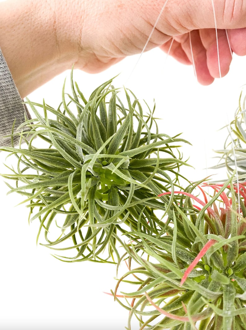 Air Grass Plant Succulent Orb - Succulent Orb - CHOOSE C0L0R - Air ...
