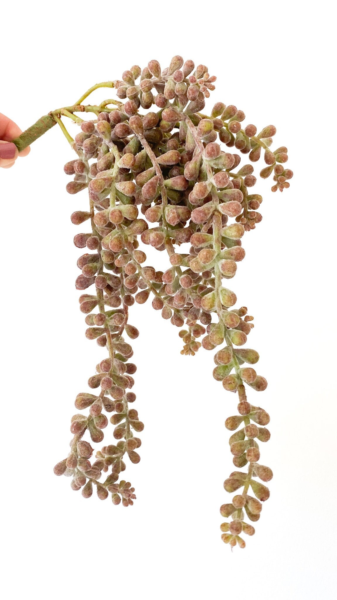 Fake Succulents Donkey Tail, Hanging Sedum Stonecrop Succulent Pick in ...