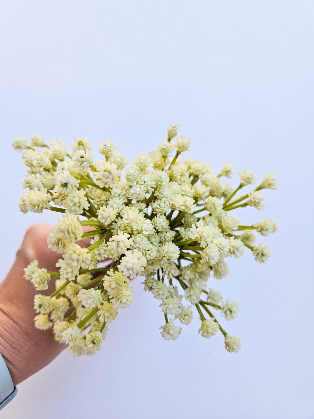 12 Stems Premium Heavy Cream Gypsophila Filler, Baby's Breath Filler ...
