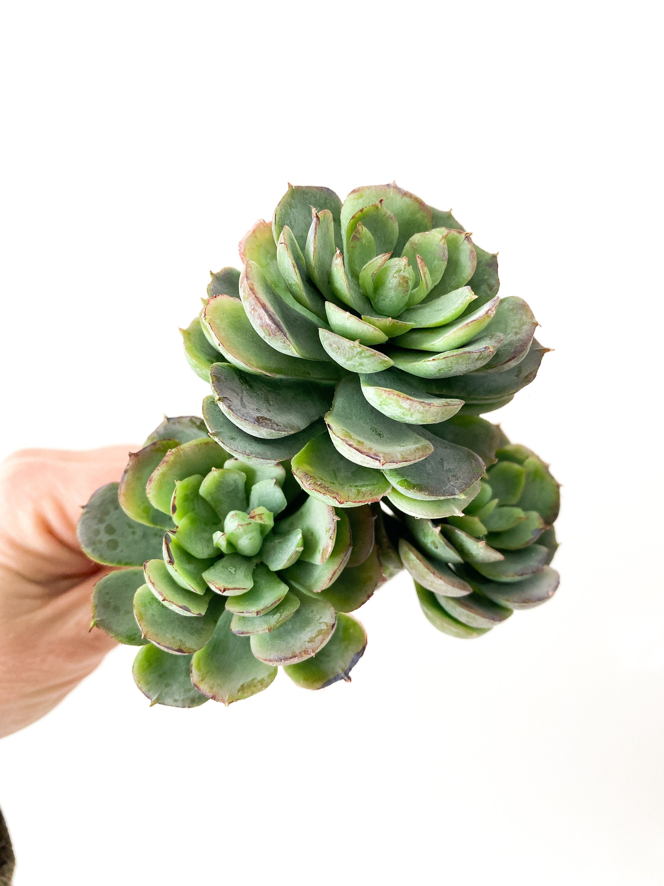 3 Real Touch Artificial Succulents in Gray Green -faux Succulents ...