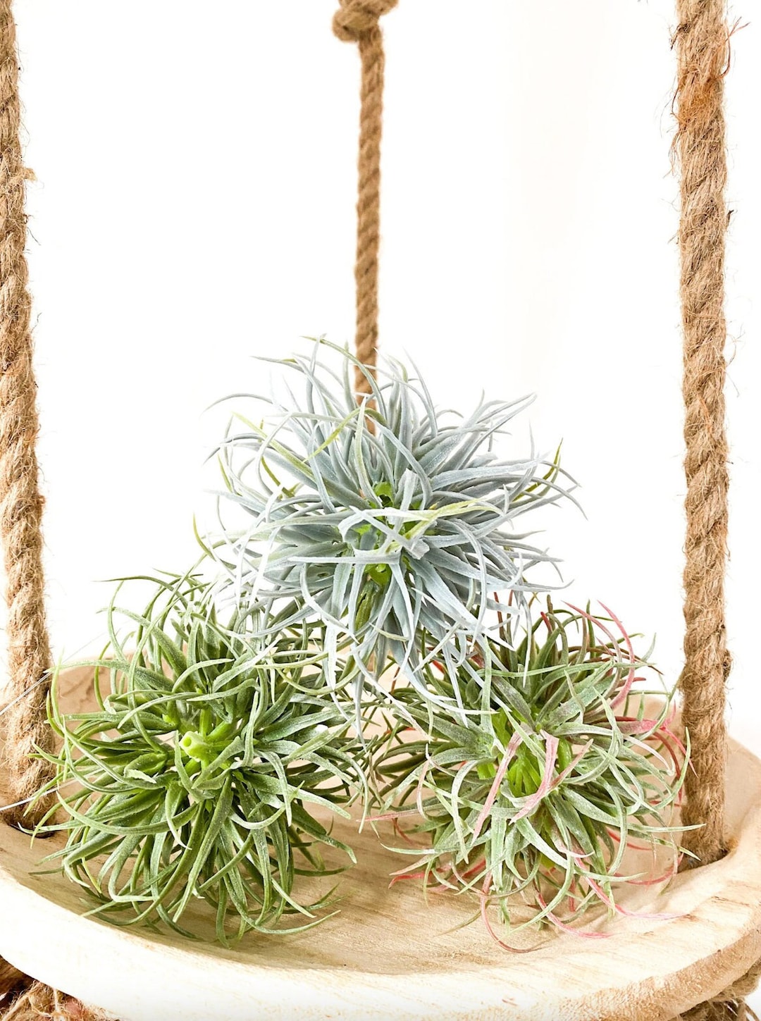 Air Grass Plant Succulent Orb - Succulent Orb - CHOOSE C0L0R - Air ...