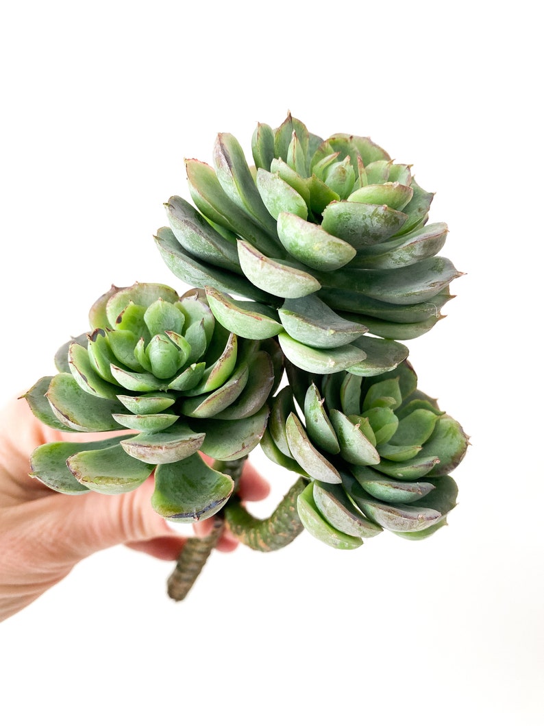 3 Real Touch Artificial Succulents in Gray Green -faux Succulents ...