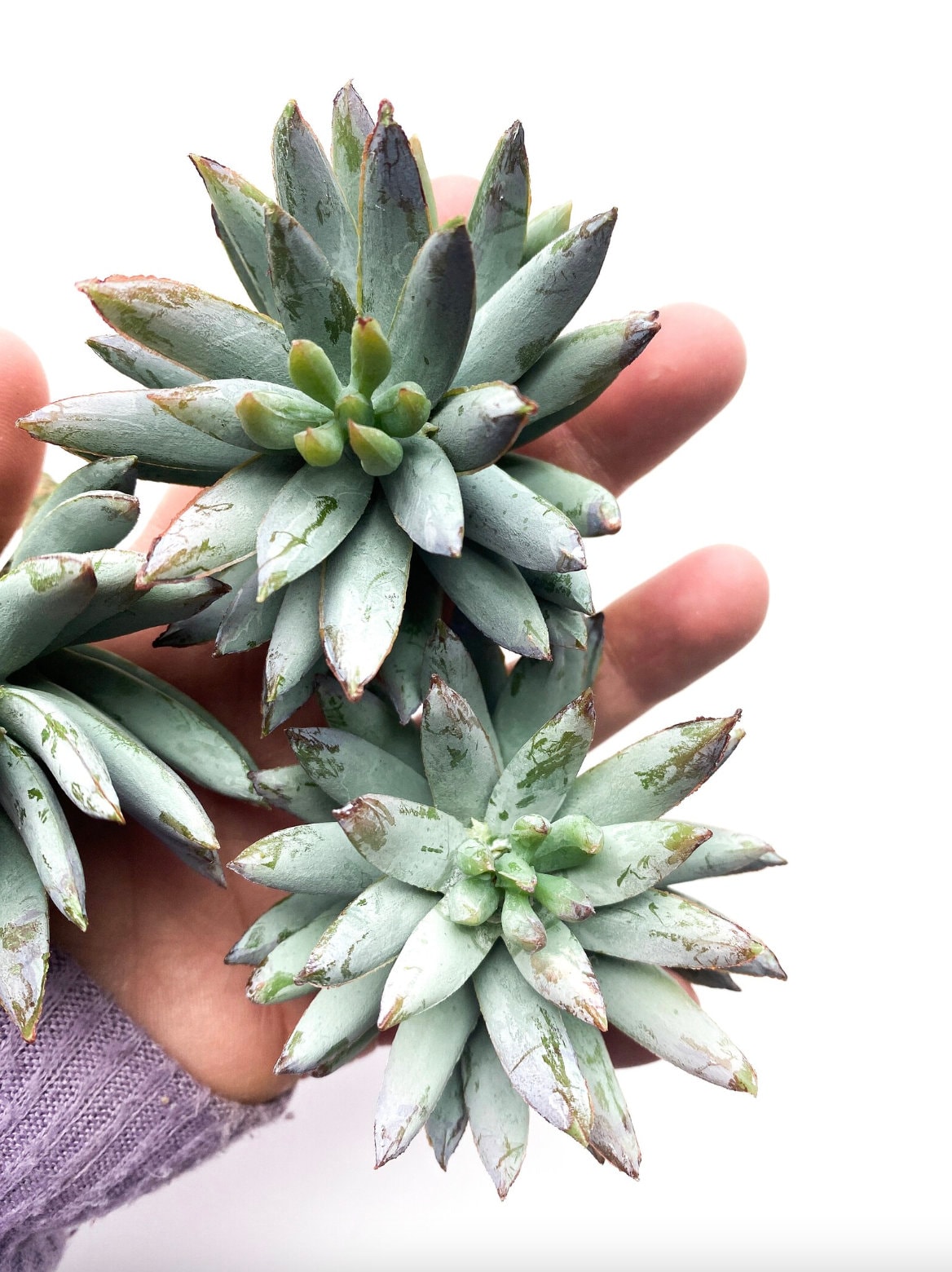 3 Real Touch Mini Agave Succulents in Gray Green - Artificial ...