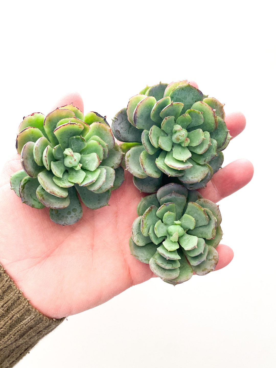 3 Real Touch Artificial Succulents in Gray Green -faux Succulents ...