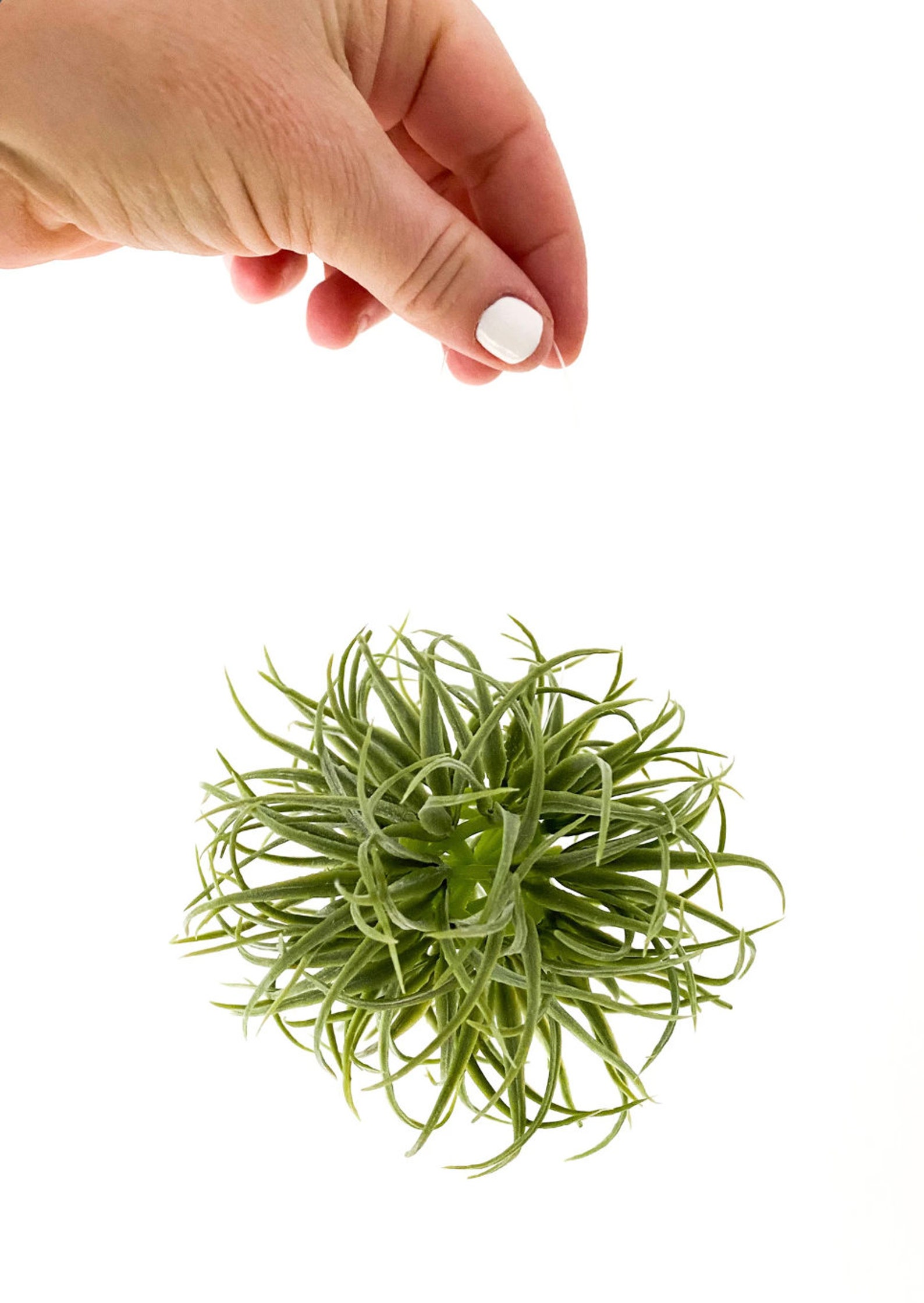 Air Grass Plant Succulent Orb - Succulent Orb - CHOOSE C0L0R - Air ...