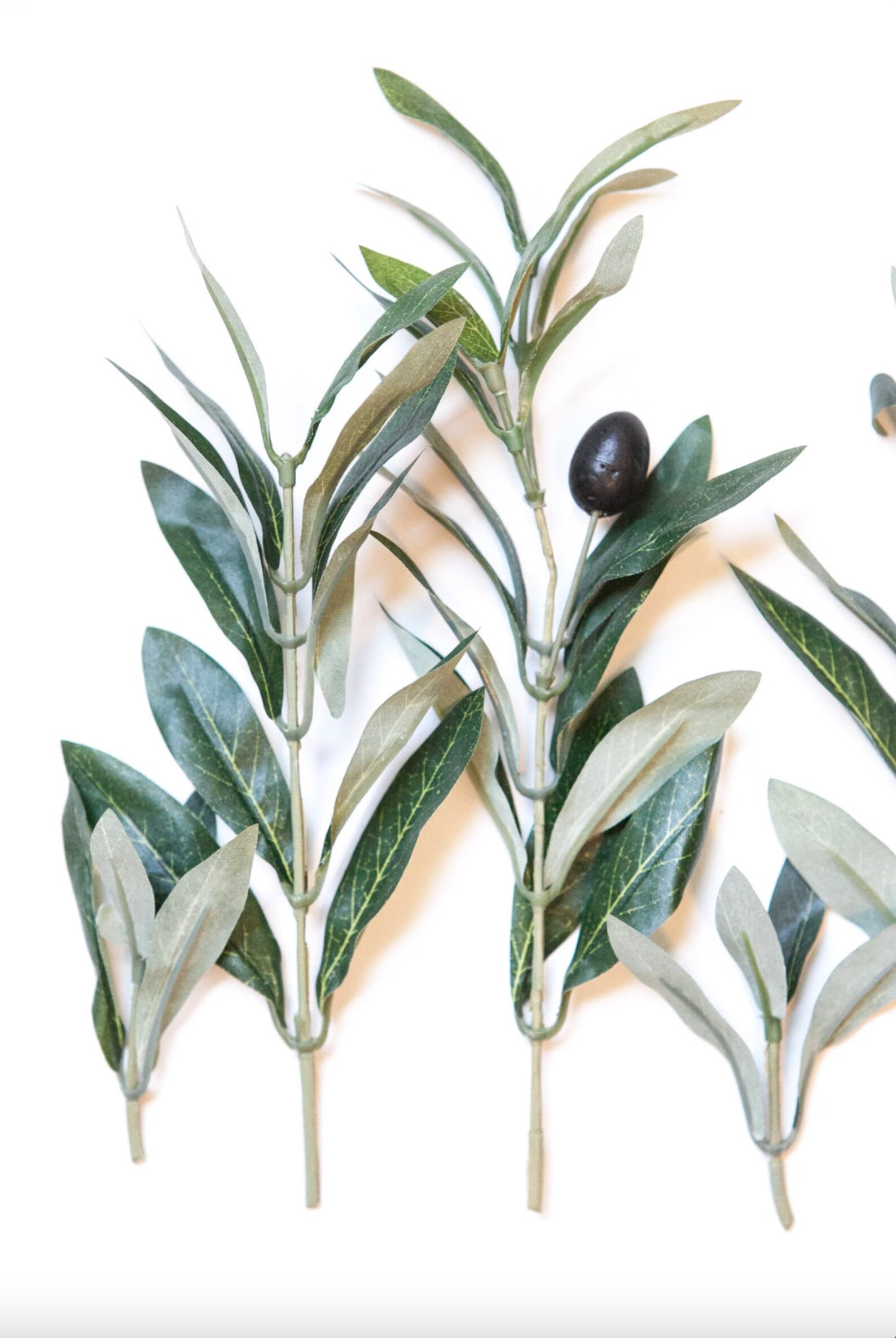 Olive Branch Stems in Green - Filler, Crown Filler, Foliage, Olive ...