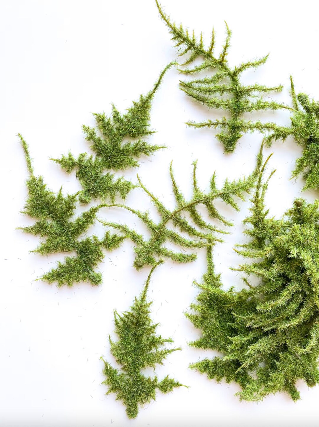 17 Mossy Lace Fern in Fresh Green - Artificial Fern Filler - ITEM 1550 ...
