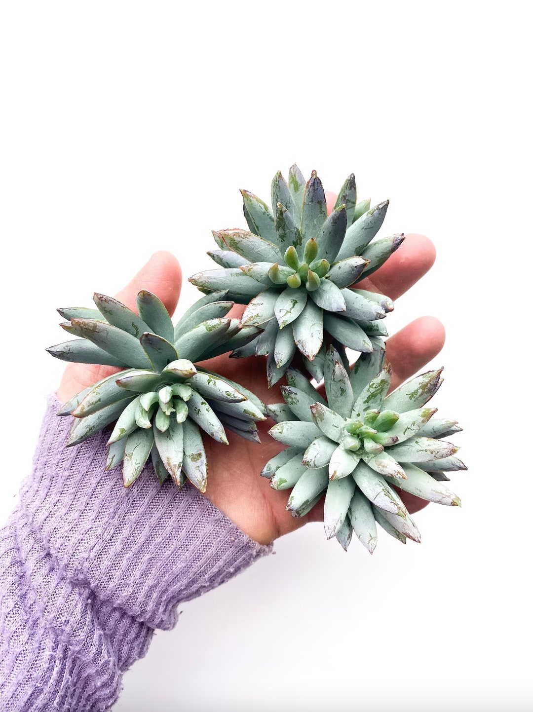 3 Real Touch Mini Agave Succulents in Gray Green - Artificial ...