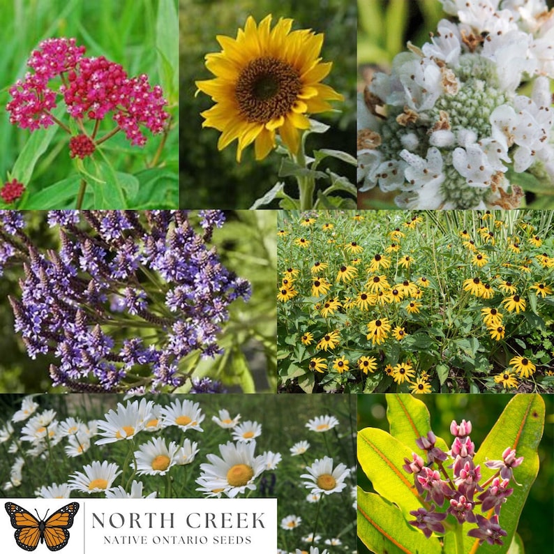Wetland Blend - WILDFLOWER SEED MIX | Native Ontario Wildflower Seeds ...