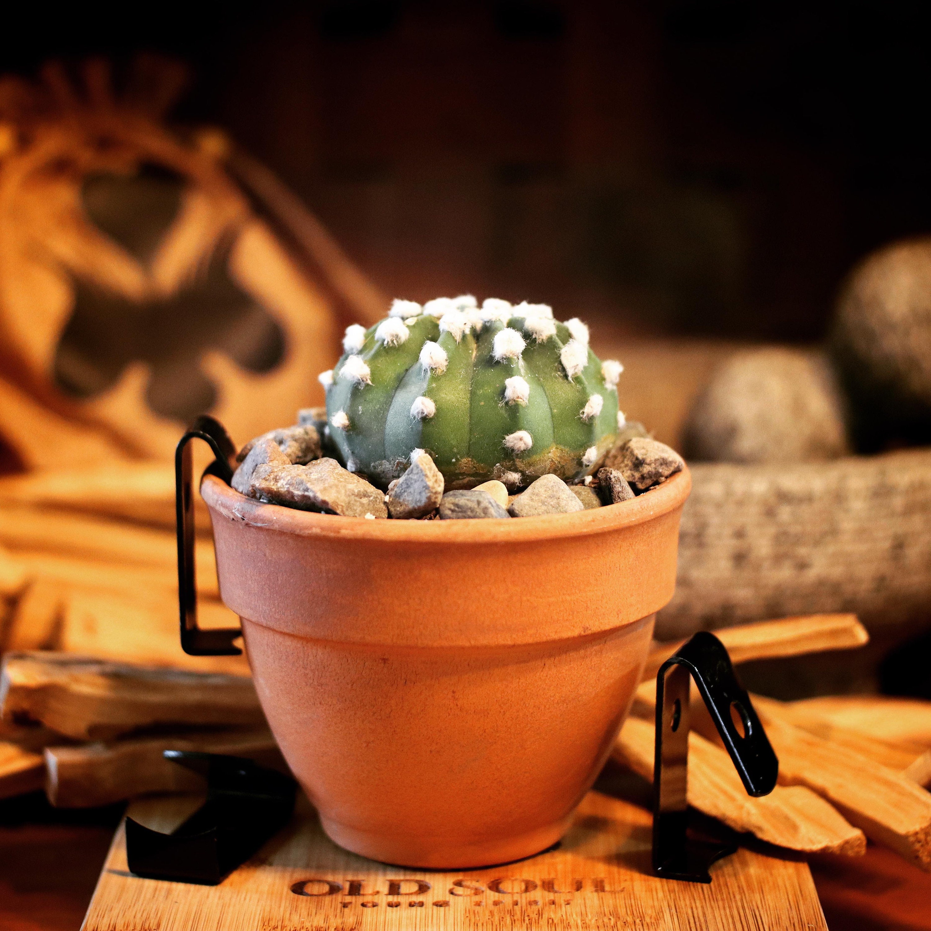 Plant Wall Pot Clips 10 Pack, Terra Cotta Pot Clips, Pot Mounting Clips ...