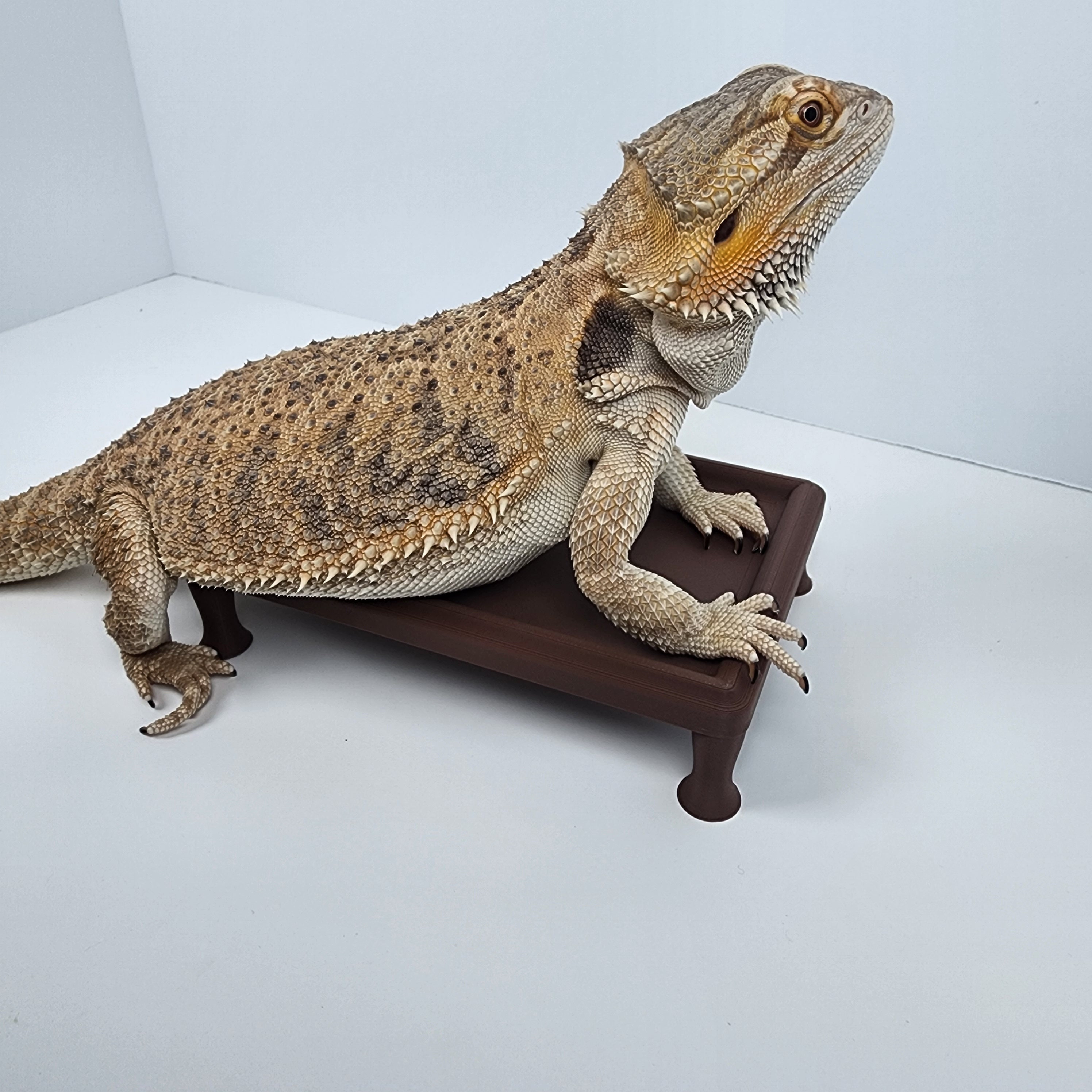 Bearded Dragon Coffee Table Greens Dish Reptile Decoration Beardie ...