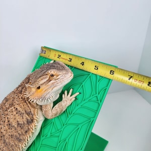 Bearded Dragon Basking Area | Large Grassy Basking Platform | Reptile ...