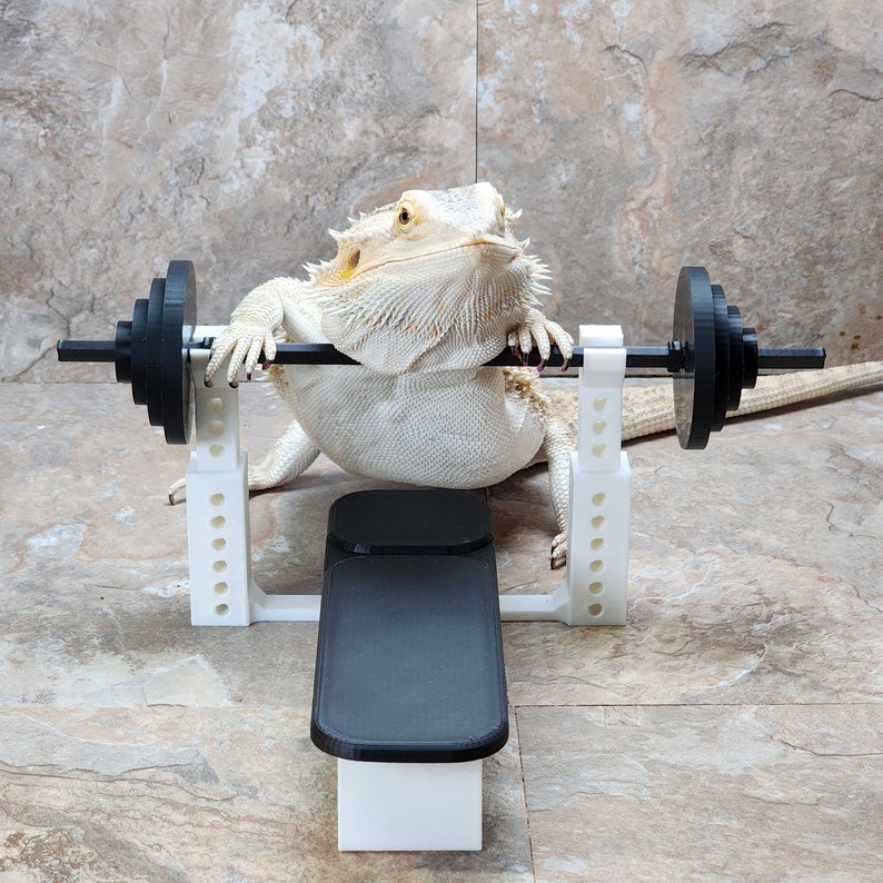 Mini Bench Press Perch for Bearded Dragons | Beardie Terrarium Cage ...